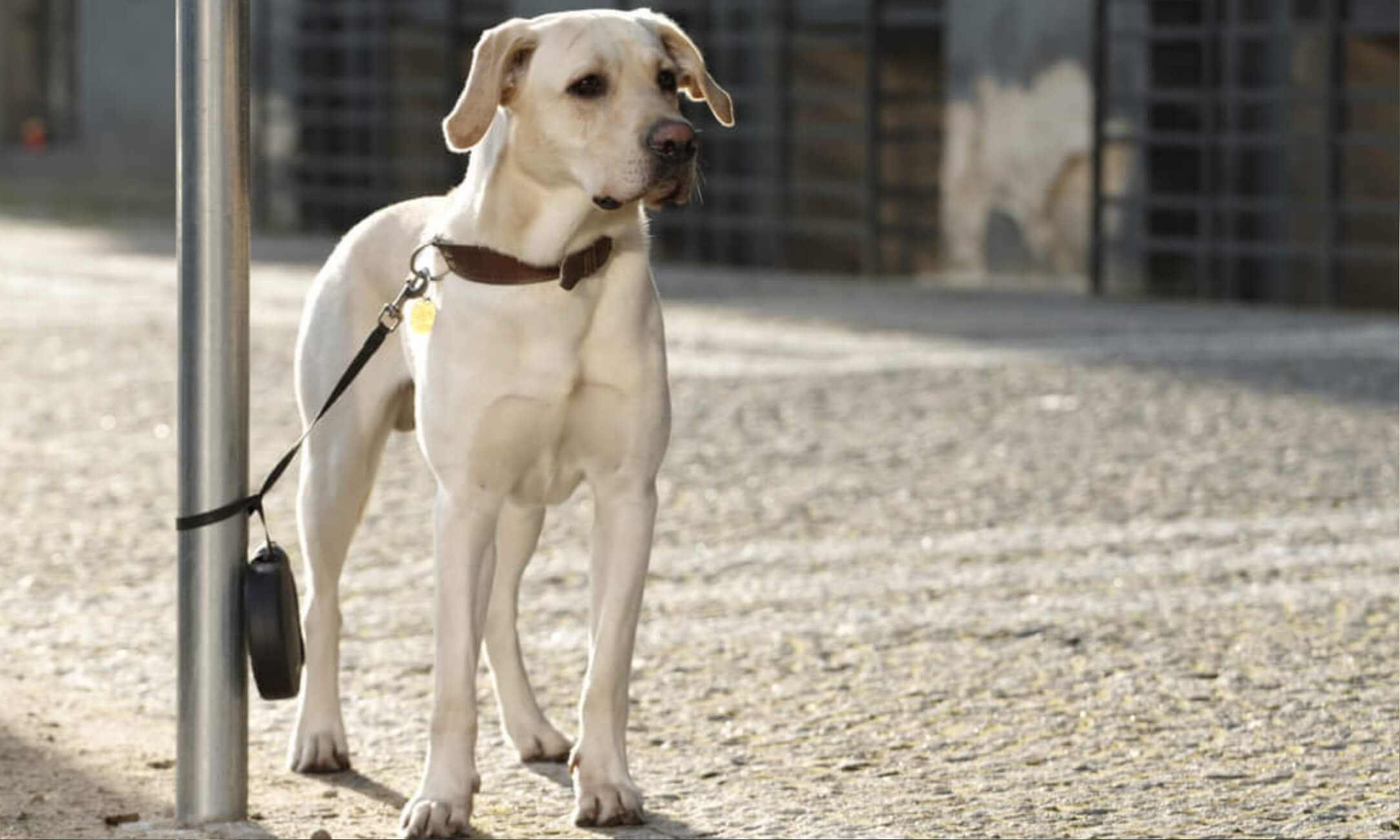 Pet Theft Awareness Day – Guest Post – Zuki's Dog Blog